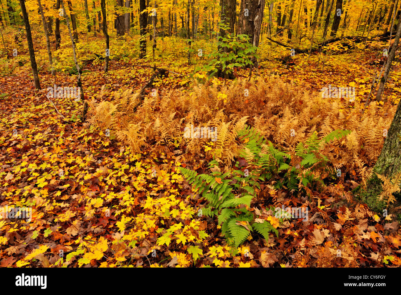 Maple seedlings and ferns in the understory of a mature hardwood forest ...