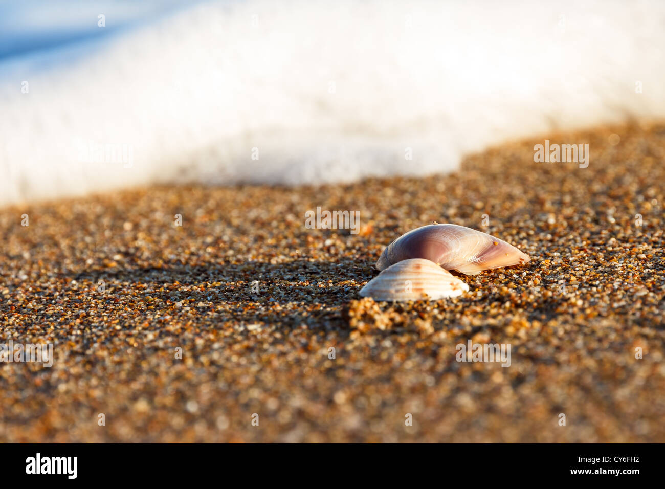 Shells closeup at the sandy beach with blurred background Stock Photo ...