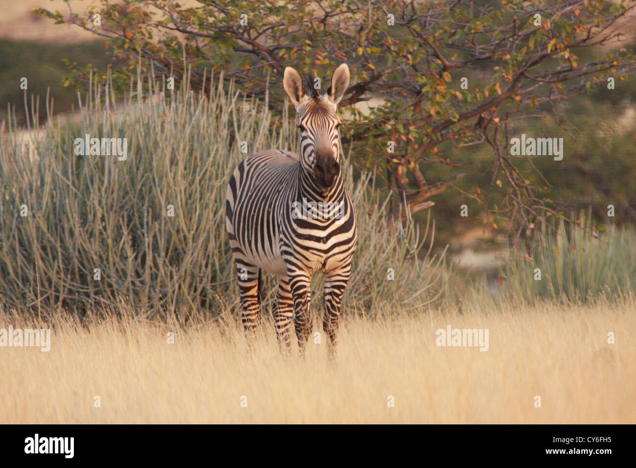 Hartmann's mountain zebra in Etosha, Namibia Stock Photo - Alamy