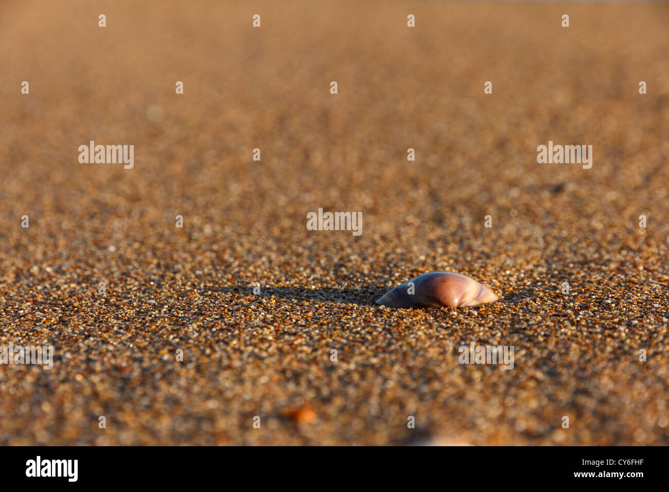 Shells closeup at the sandy beach with blurred background Stock Photo ...