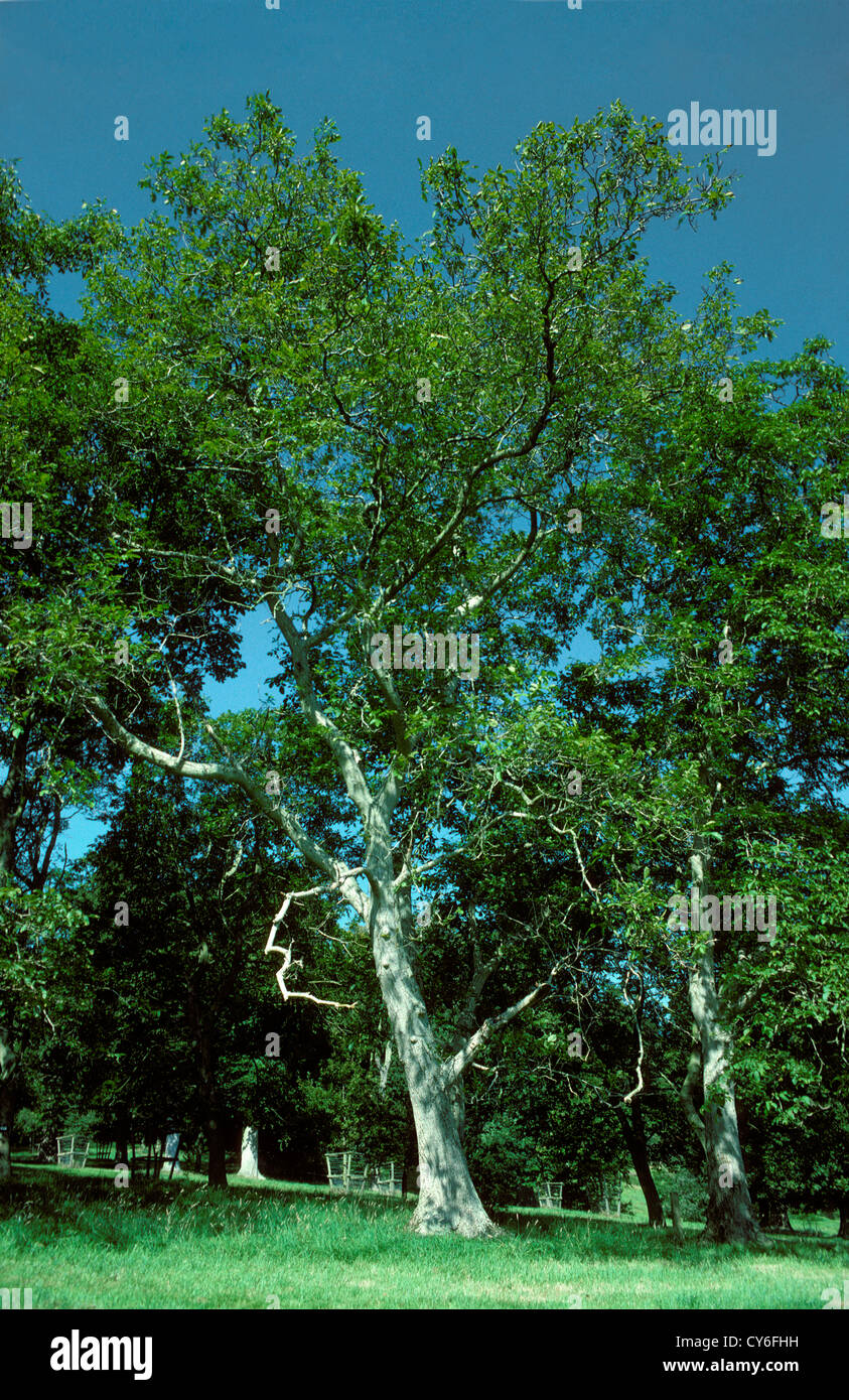 Common Walnut Juglans regia Juglandaceae Stock Photo - Alamy