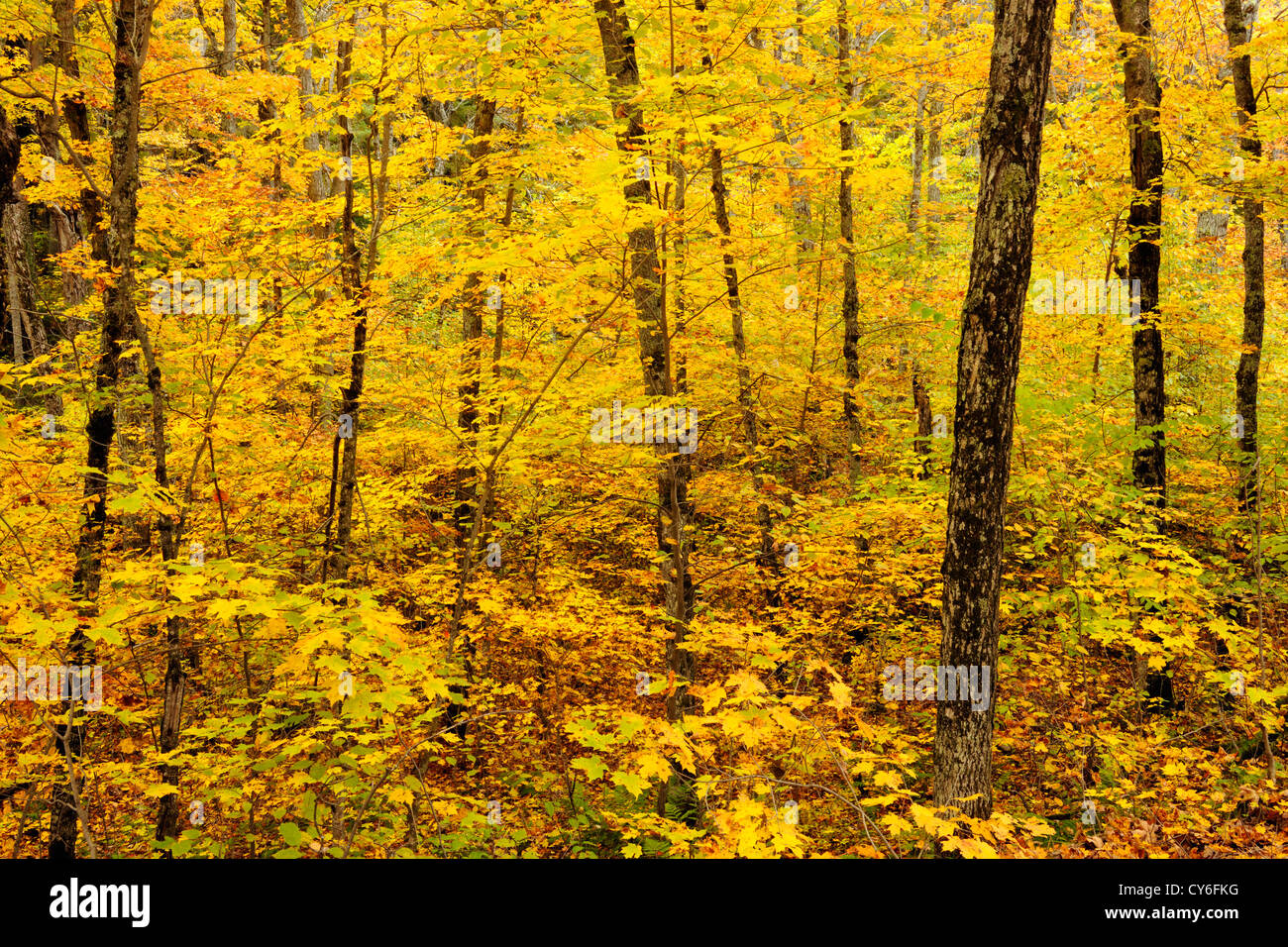 Sugar maple forest hi-res stock photography and images - Alamy