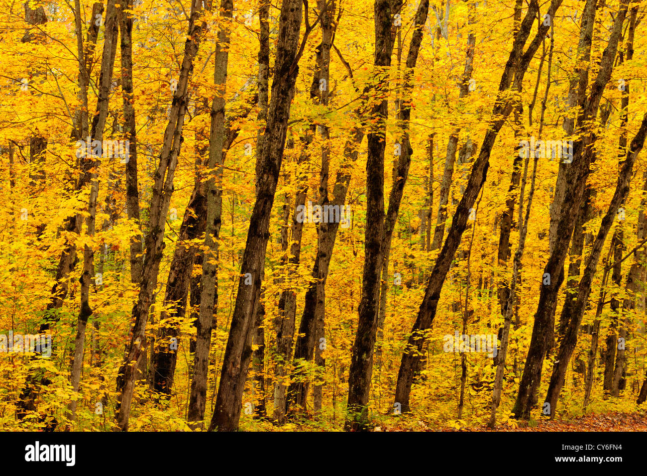 Sugar maple forest, autumn, Algonquin Provincial Park, Ontario, Canada ...