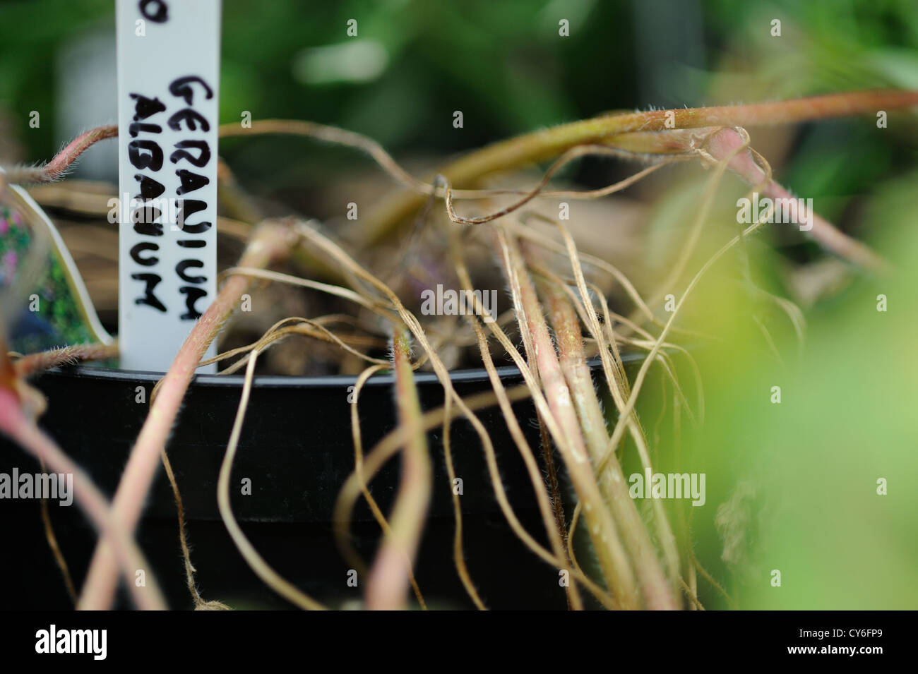 Stems with new growth hi-res stock photography and images - Alamy