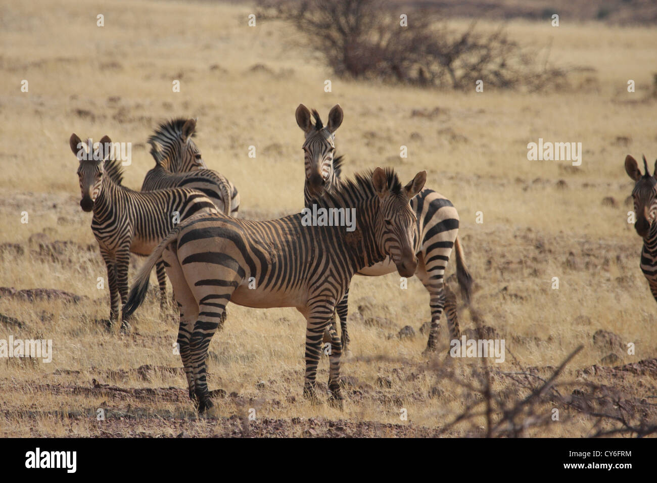 Hartmann's mountain zebra in Etosha, Namibia Stock Photo - Alamy