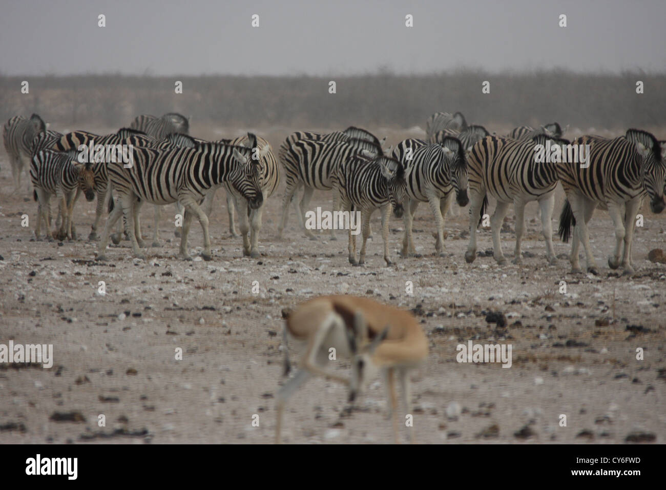 Burchell's zebra is a southern subspecies of the plains zebra Stock ...