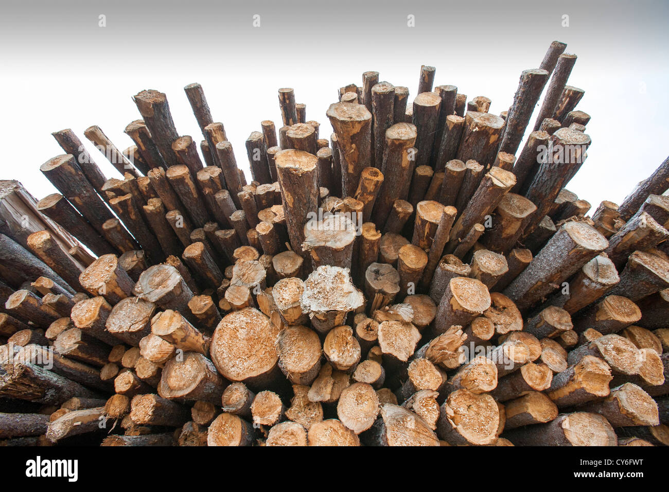 Boreal forest trees clear felled to make way for a new tar sands mine ...