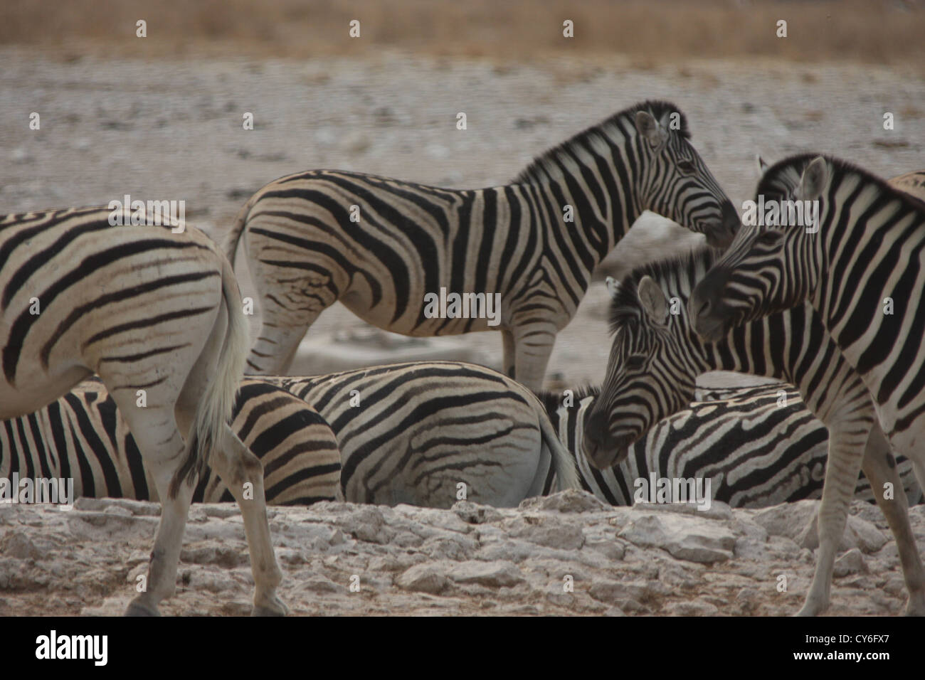 Burchell's zebra is a southern subspecies of the plains zebra Stock ...