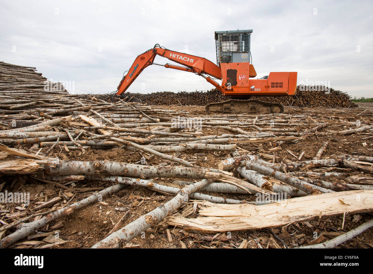 Boreal forest trees clear felled to make way for a new tar sands mine ...