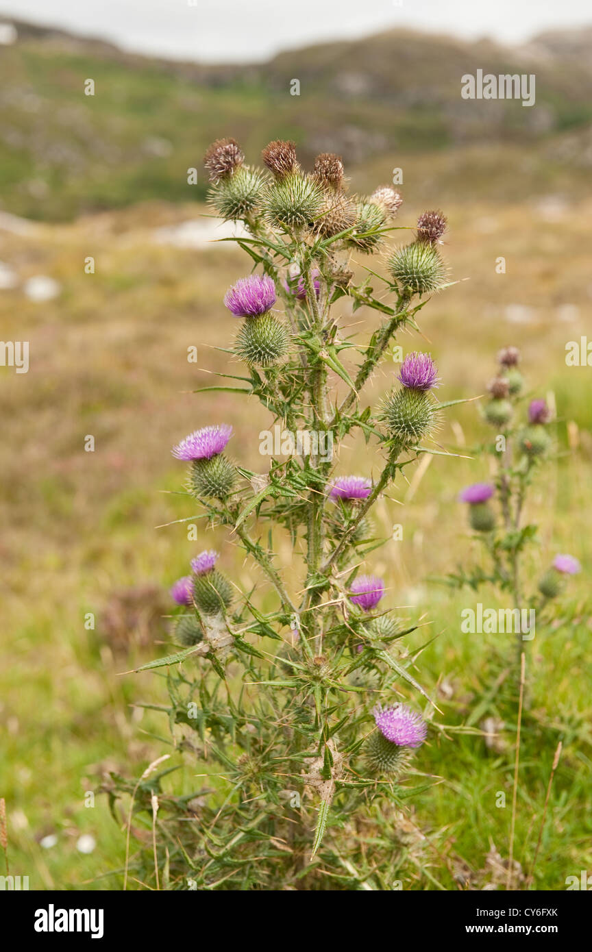 Purple thistle national emblem scotland hi-res stock photography and ...