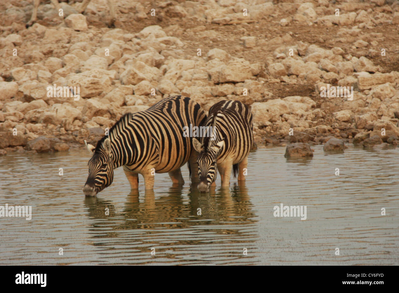 Burchell's zebra is a southern subspecies of the plains zebra Stock ...
