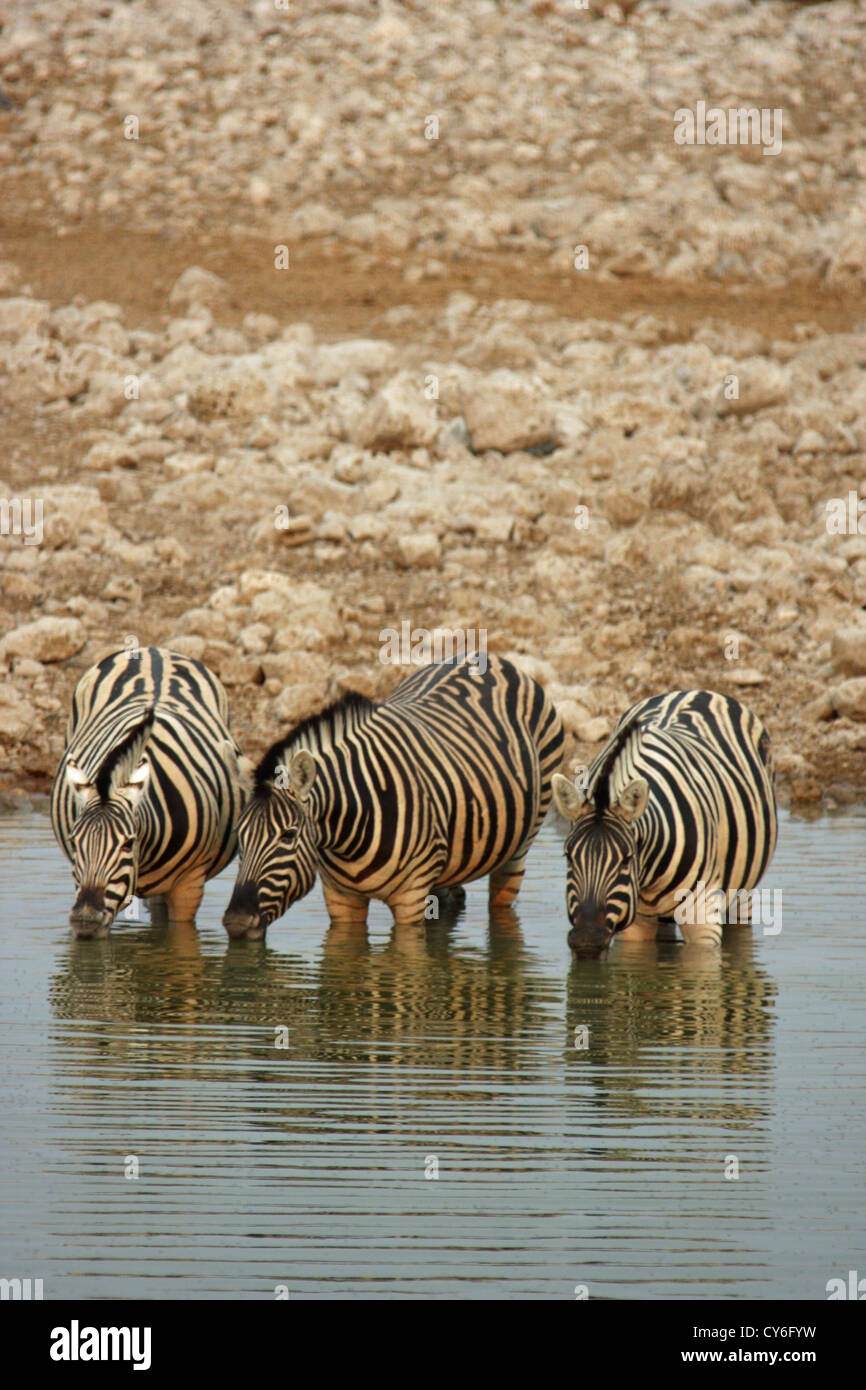 Burchell's zebra is a southern subspecies of the plains zebra Stock ...