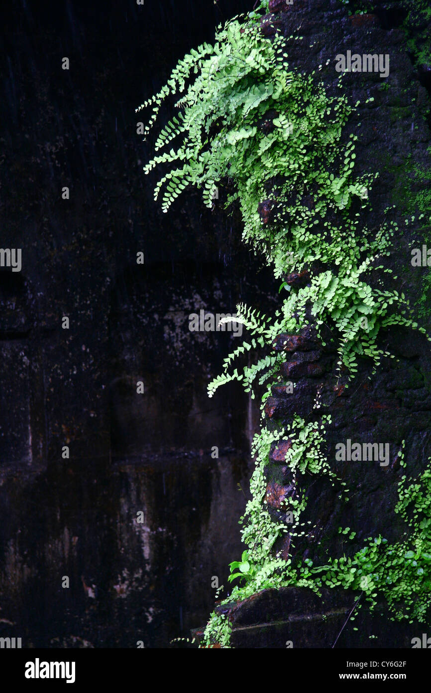 Panam Nagar in Sonargaon Stock Photo - Alamy