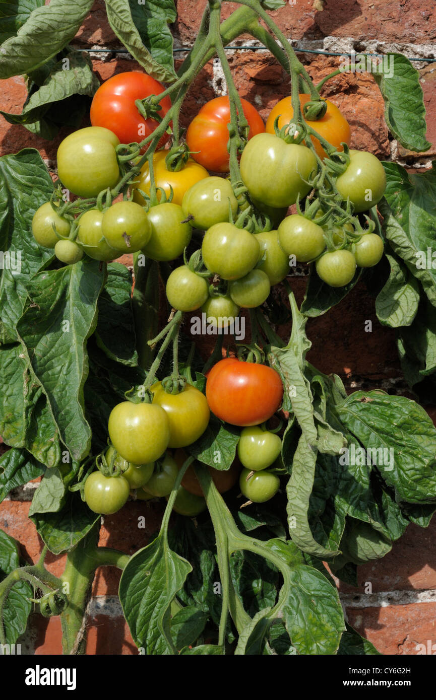 Green and Red climbing Tomatoes on a brick wall Stock Photo - Alamy