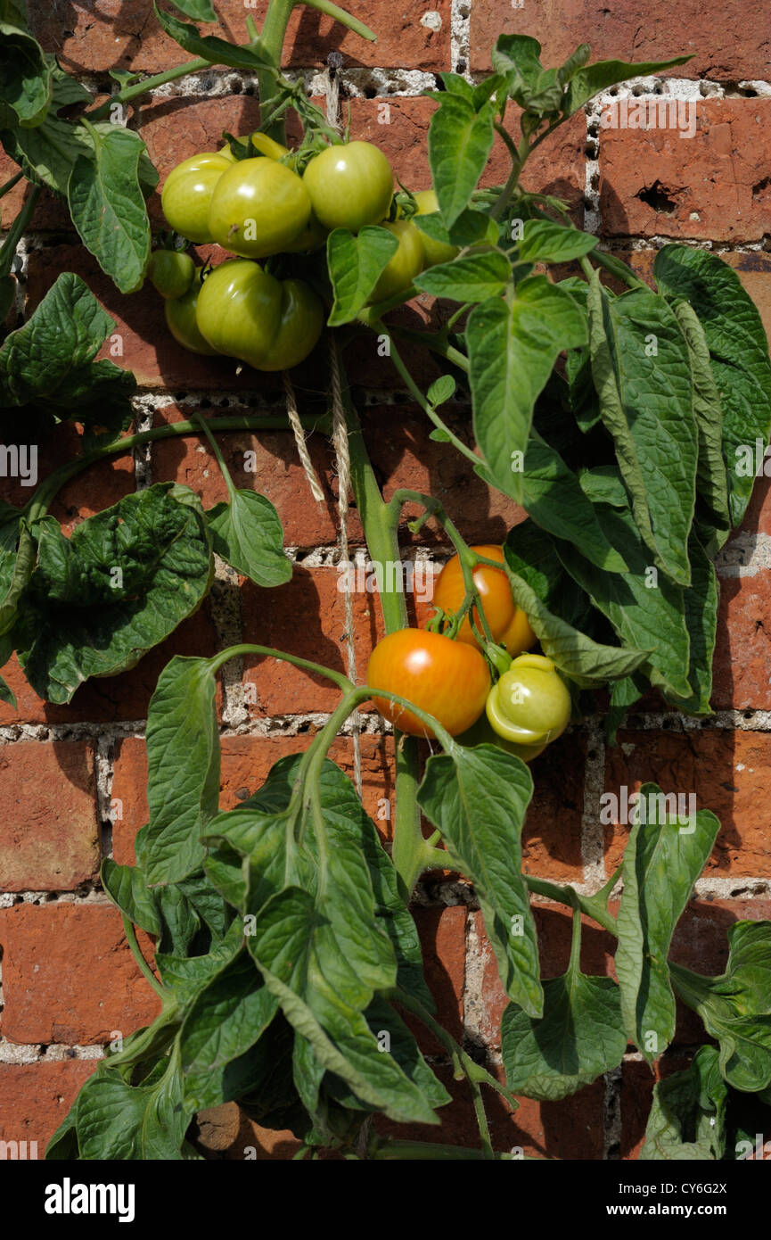 Tomatoes on a brick wall Stock Photo - Alamy
