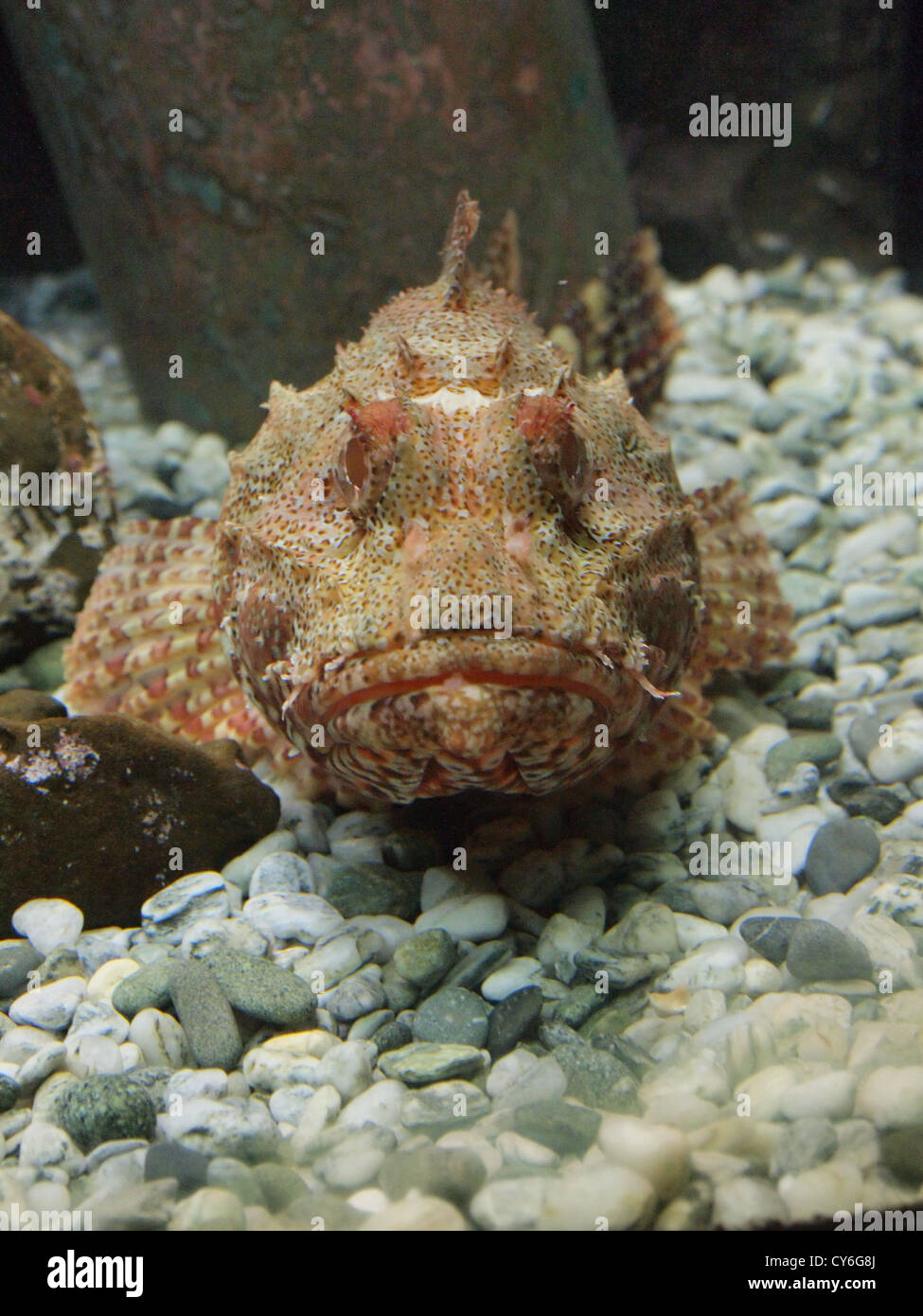 A rather sinister looking fish Stock Photo - Alamy