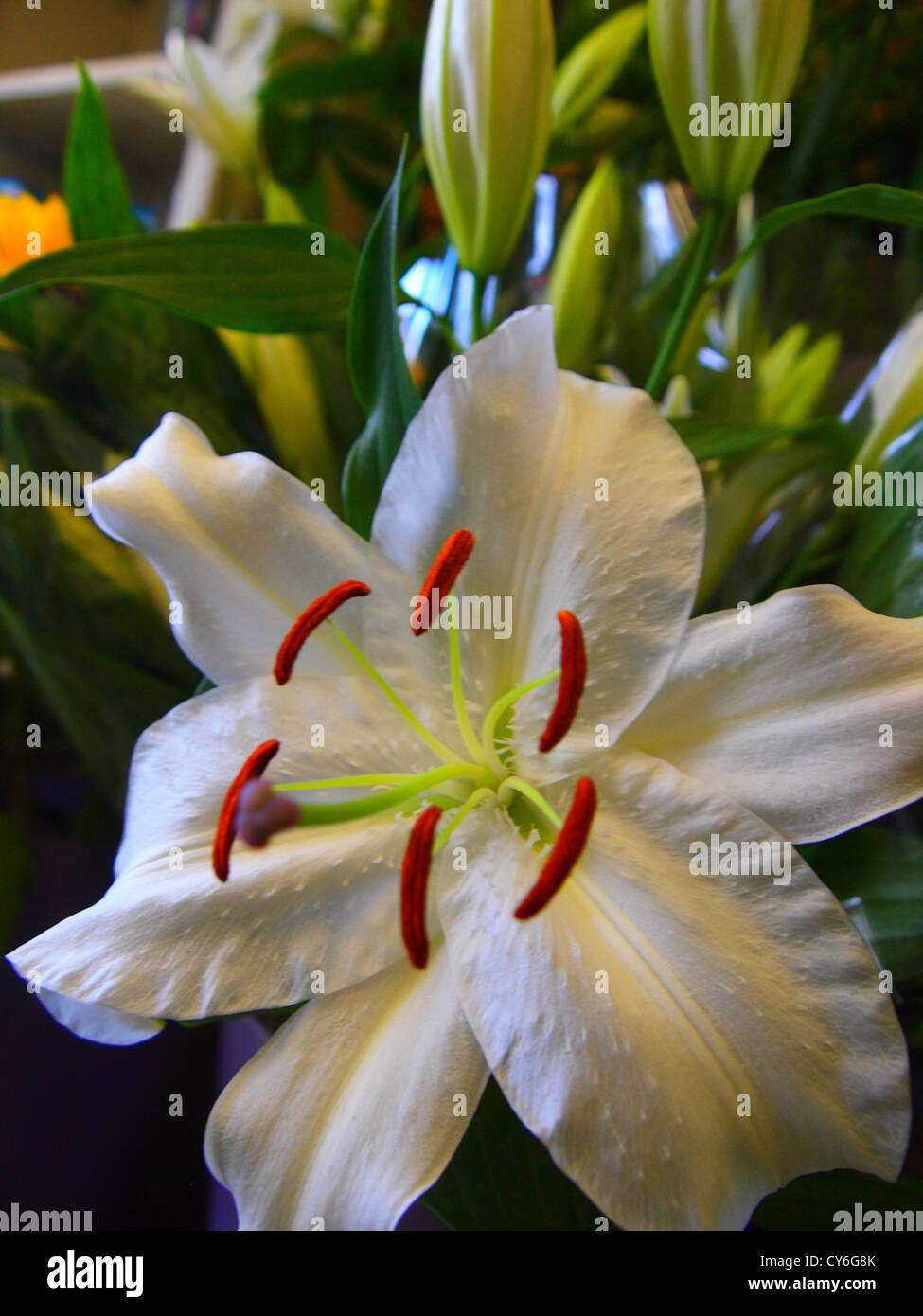 Opened lily flower Stock Photo - Alamy