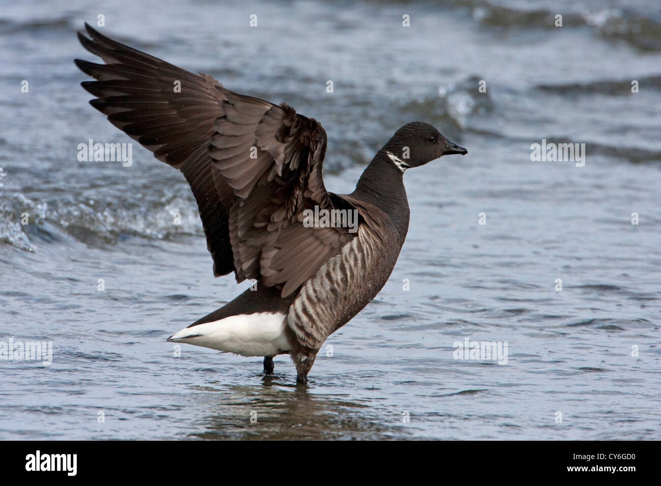 Brant Goose Branta bernicla stretching wings along the shoreline at ...