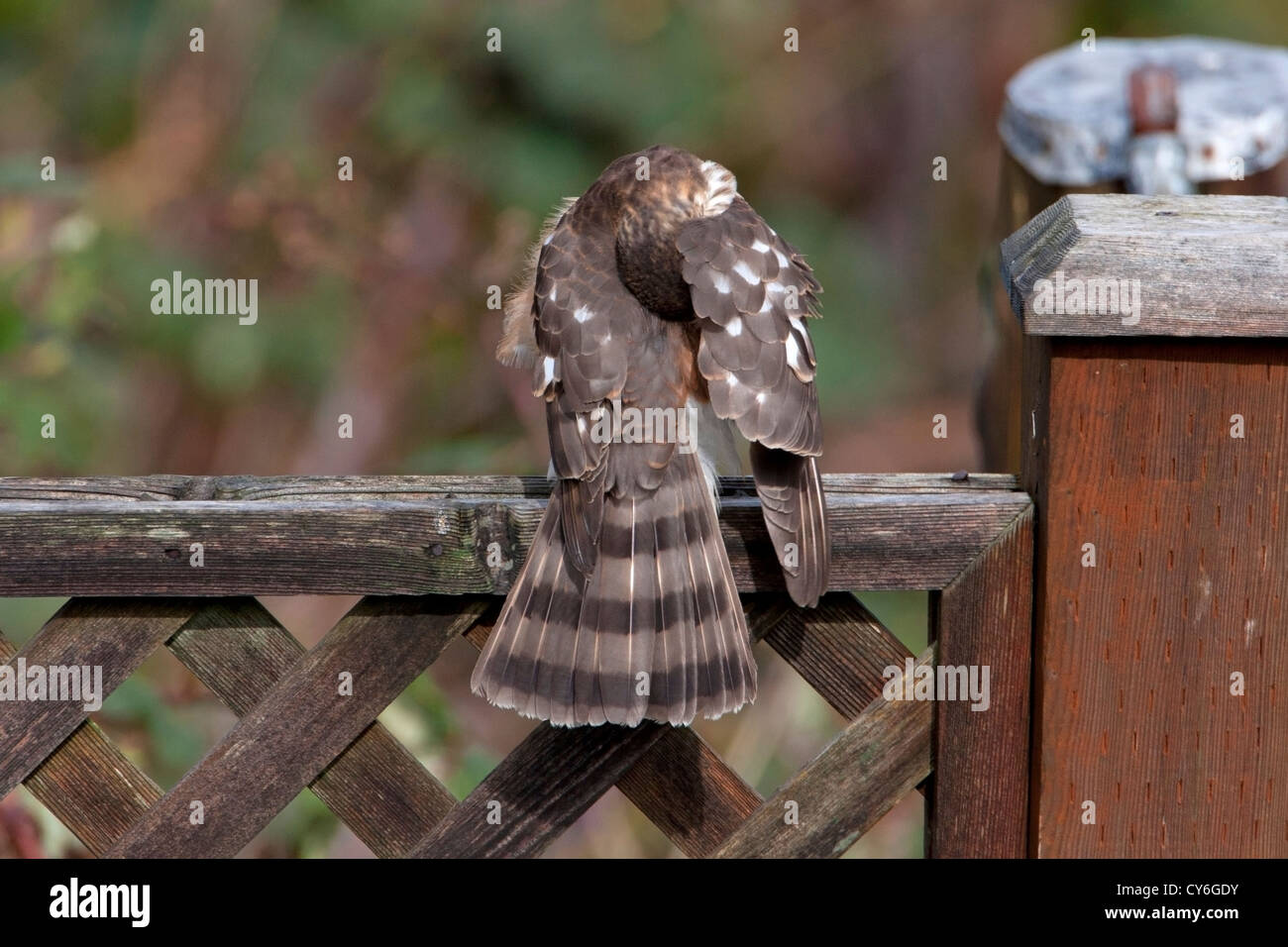Sharp-shinned Hawk (Accipiter striatus) immature preening on fence in ...