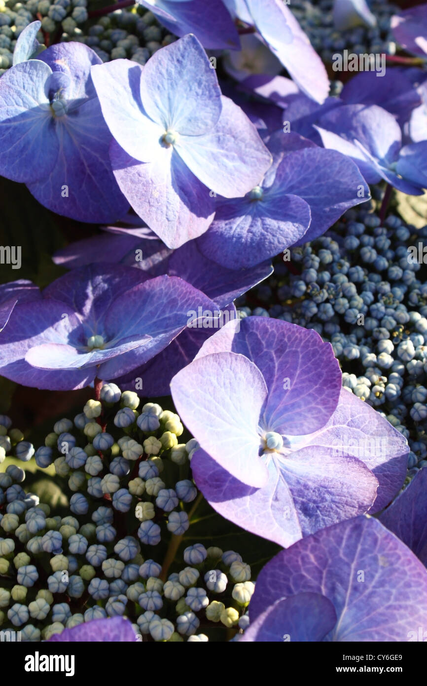 Colorful fresh flowers in garden Stock Photo - Alamy