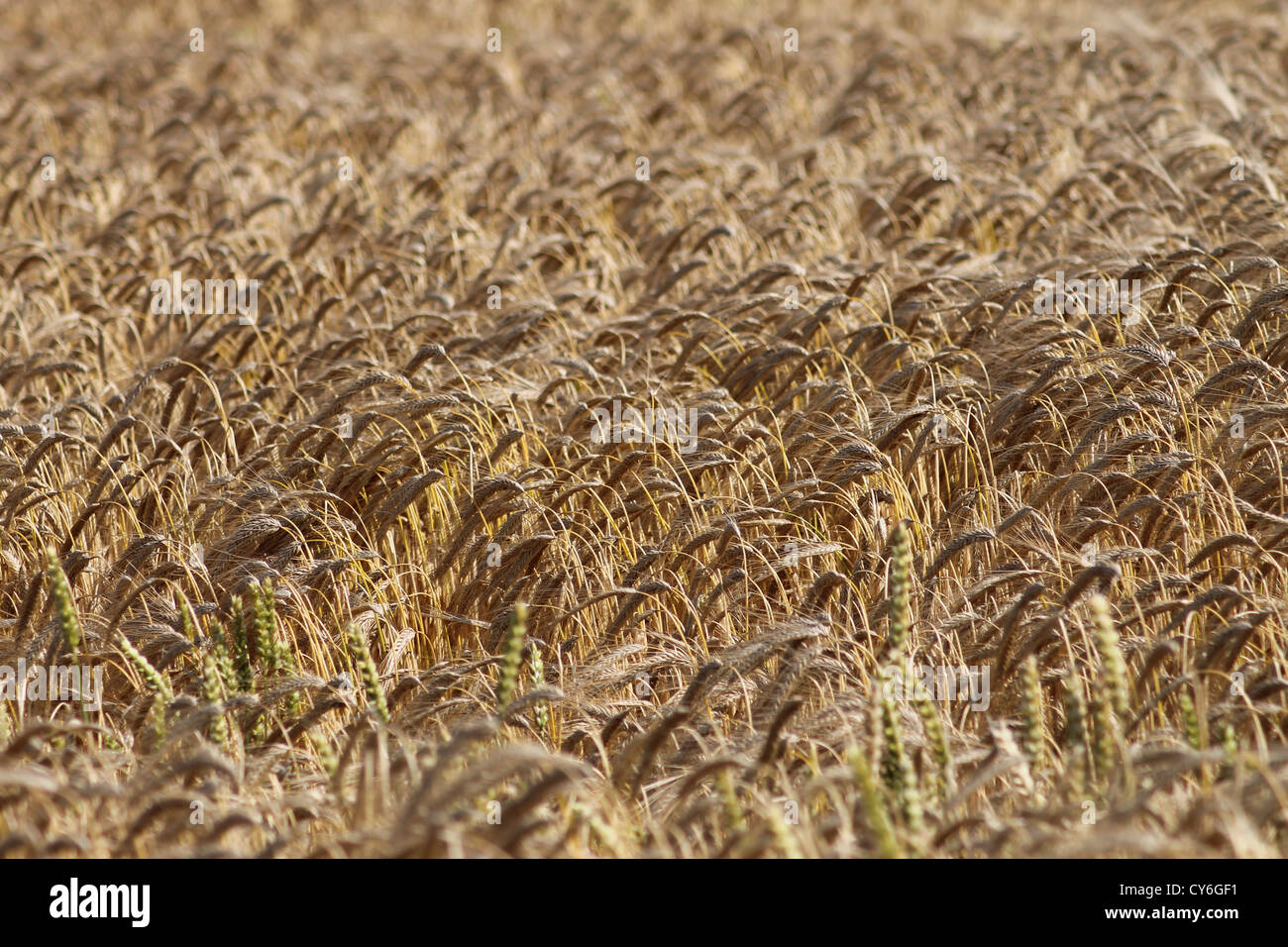 Corn field background hi-res stock photography and images - Alamy