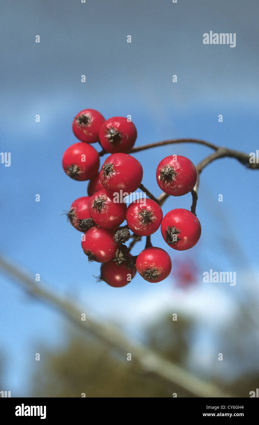 Common Whitebeam Sorbus aria Rosaceae Stock Photo - Alamy