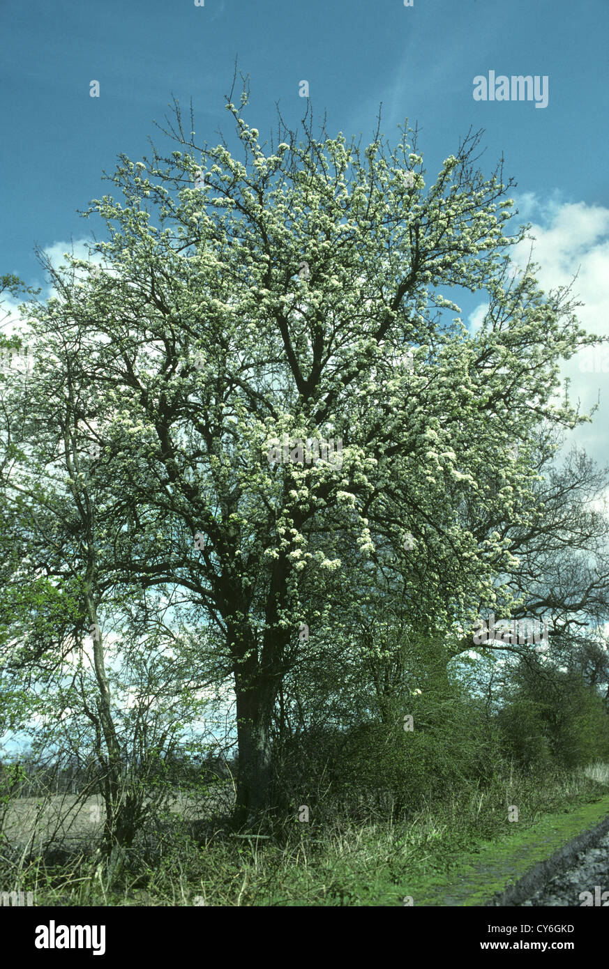 Blooming wild pear tree pyrus hi-res stock photography and images - Alamy