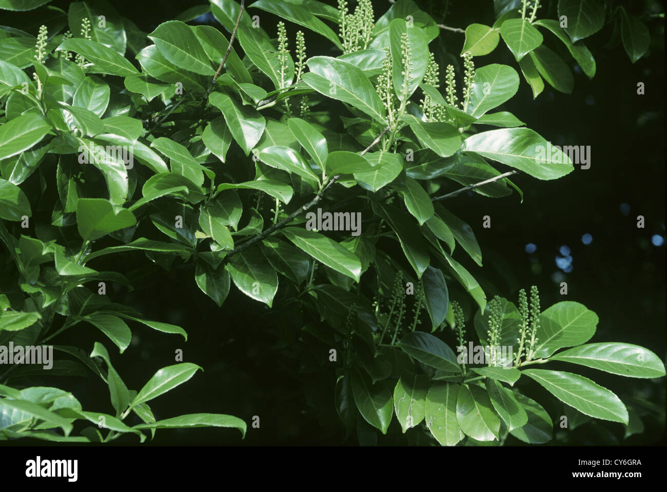 Cherry Laurel Prunus laurocerasus Rosaceae Stock Photo - Alamy