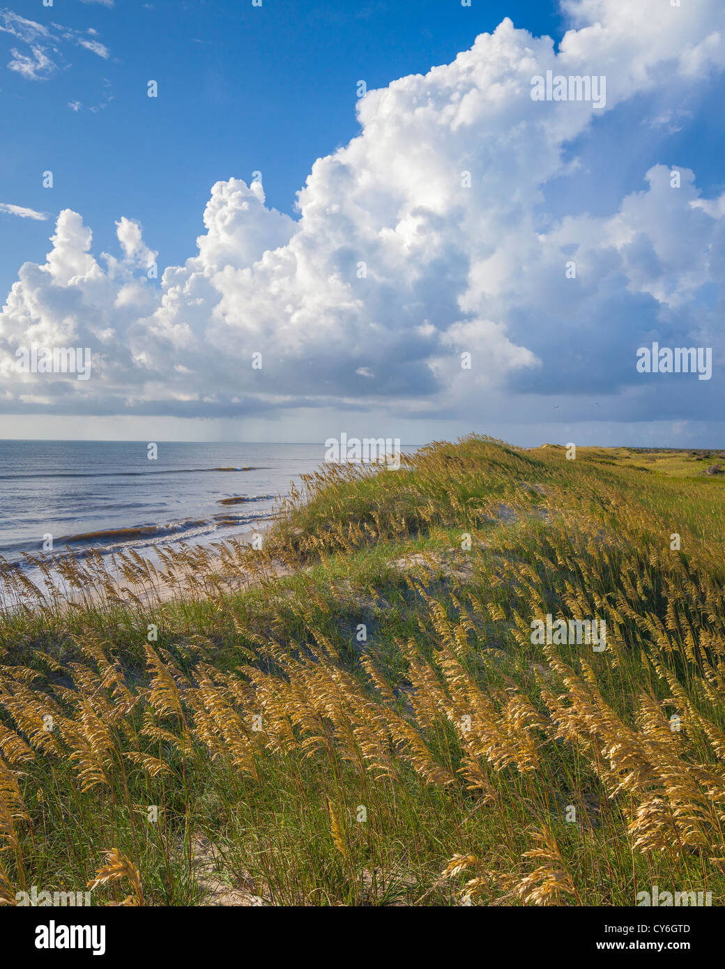 Cape Hatteras National Seashore, North Carolina Seaoats (Uniola ...