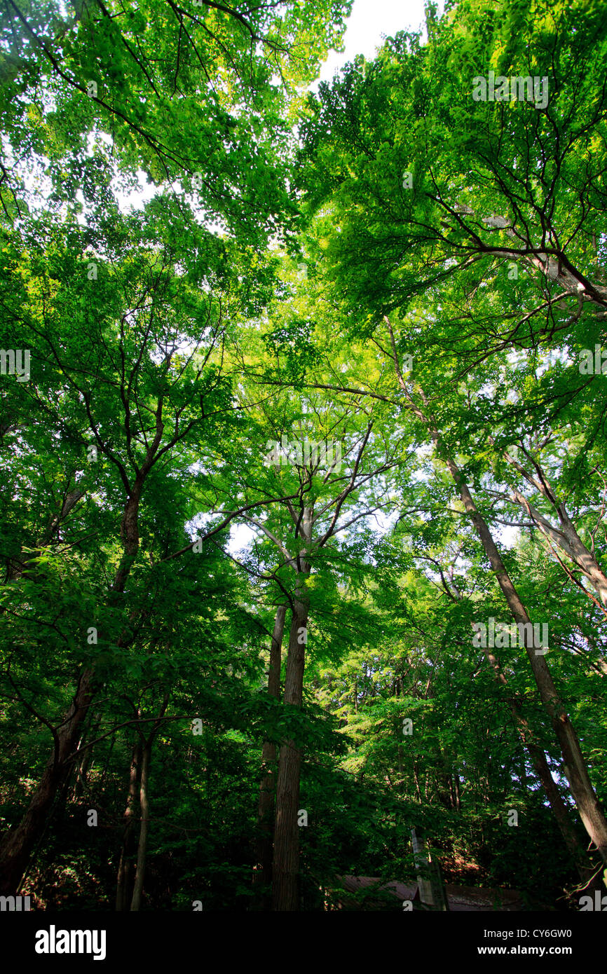Thick forests on the slopes of Mt Maruyama near the centre of Sapporo ...