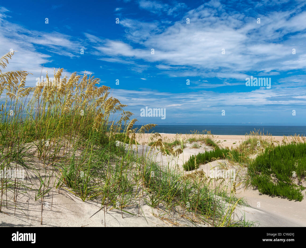 Pea Island National Wildlife Refuge, North Carolina Seaoats (Uniola ...