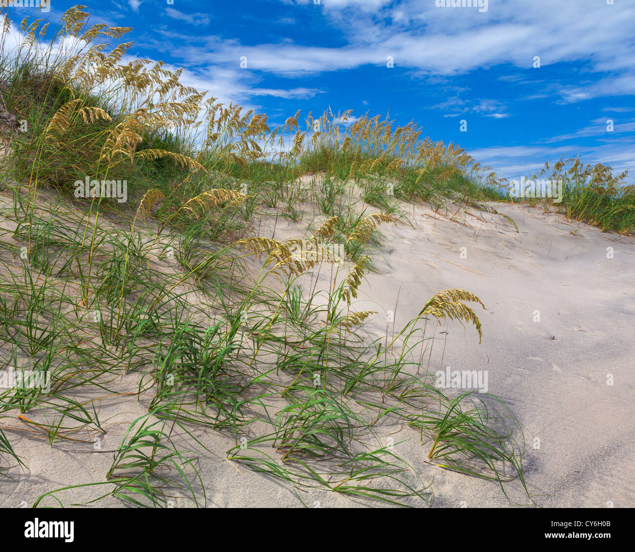 Pea Island National Wildlife Refuge, North Carolina Seaoats (Uniola ...
