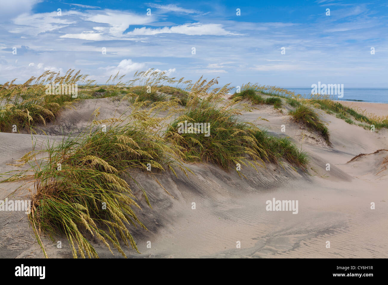 Pea Island National Wildlife Refuge, North Carolina Seaoats (Uniola ...