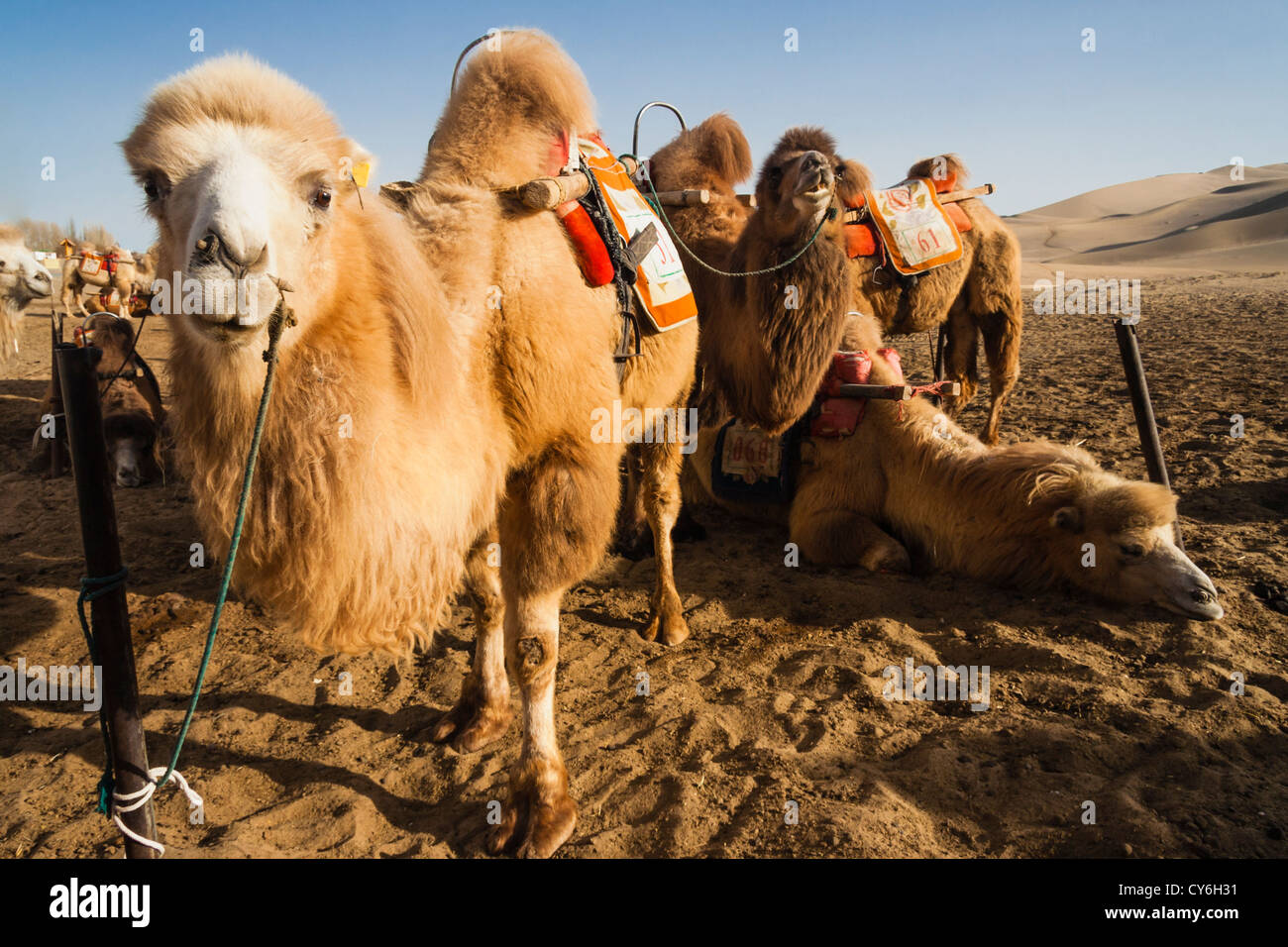Bactrian camels at the desert dunes near Dunhuang, Gansu province ...
