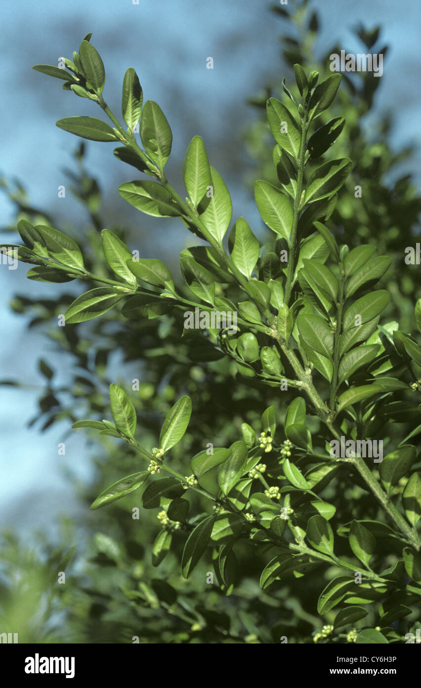 Buxus sempervirens hedging plants hi-res stock photography and images ...