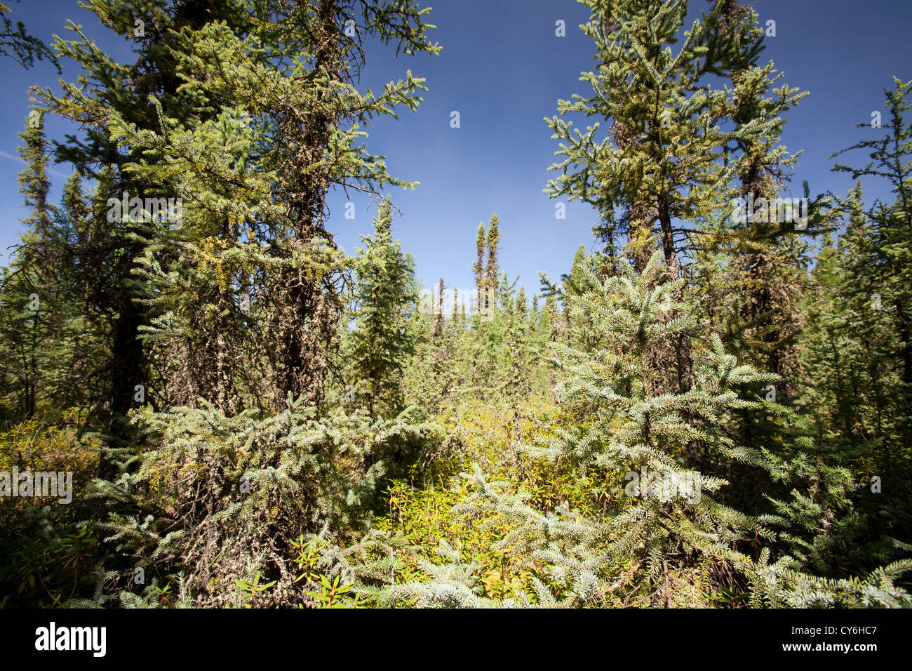 Conifer boreal hi-res stock photography and images - Alamy