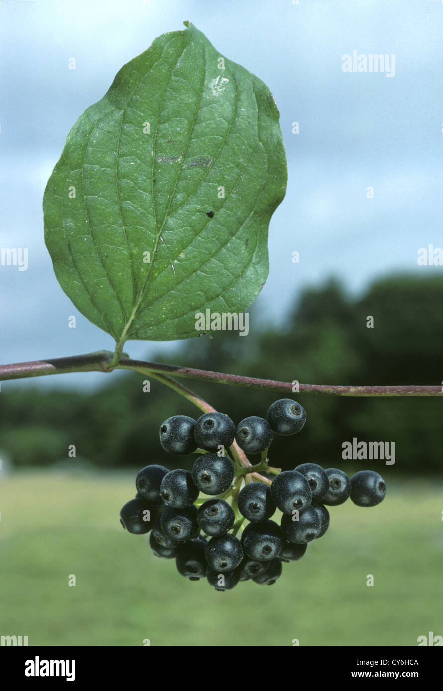 Dogwood Cornus sanguinea Cornaceae Stock Photo - Alamy
