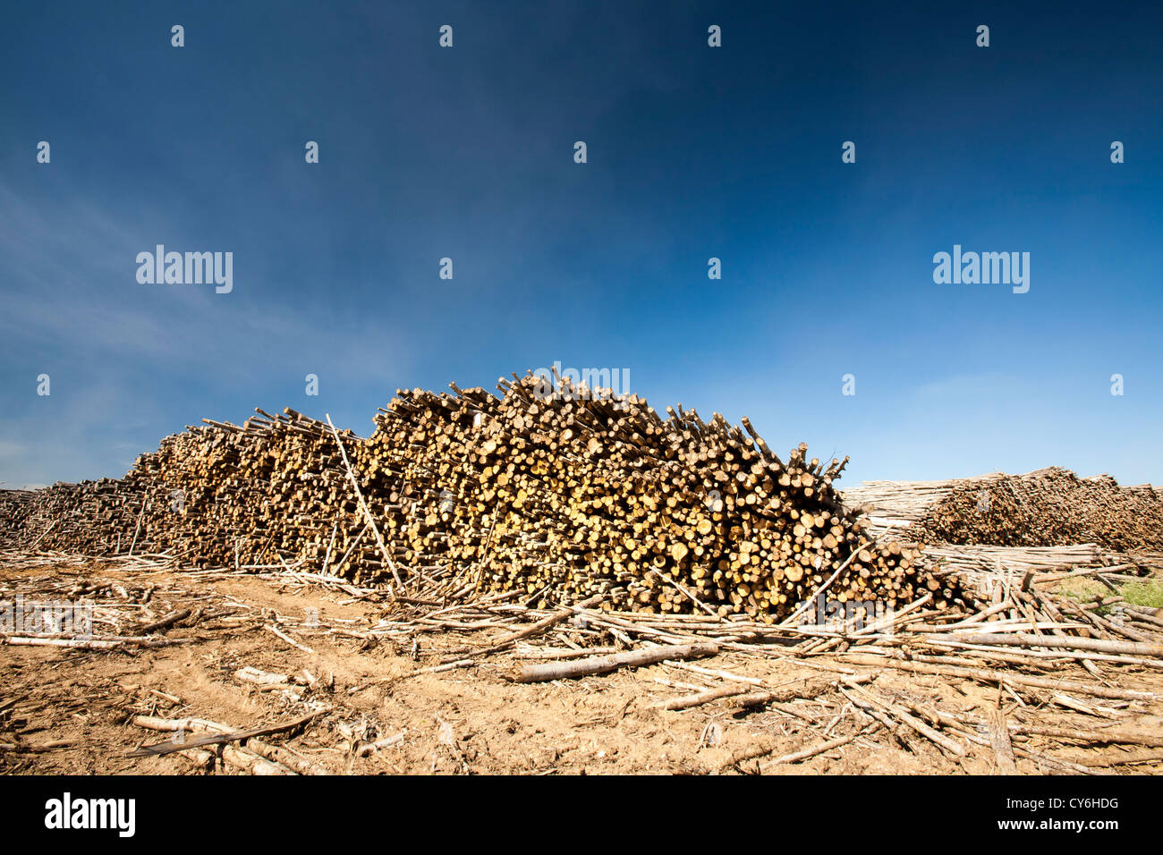 Deforestation of boreal forest hi-res stock photography and images - Alamy