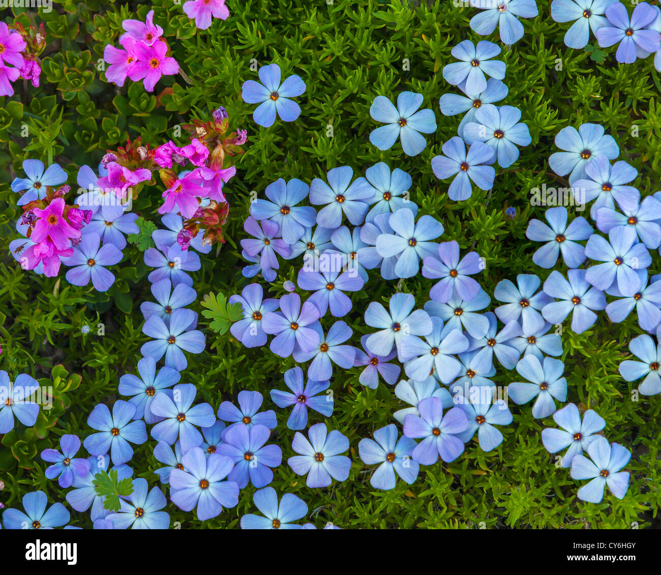 Olympic National Park, Washington: Spreading phlox (Phlox Diffusa) and ...