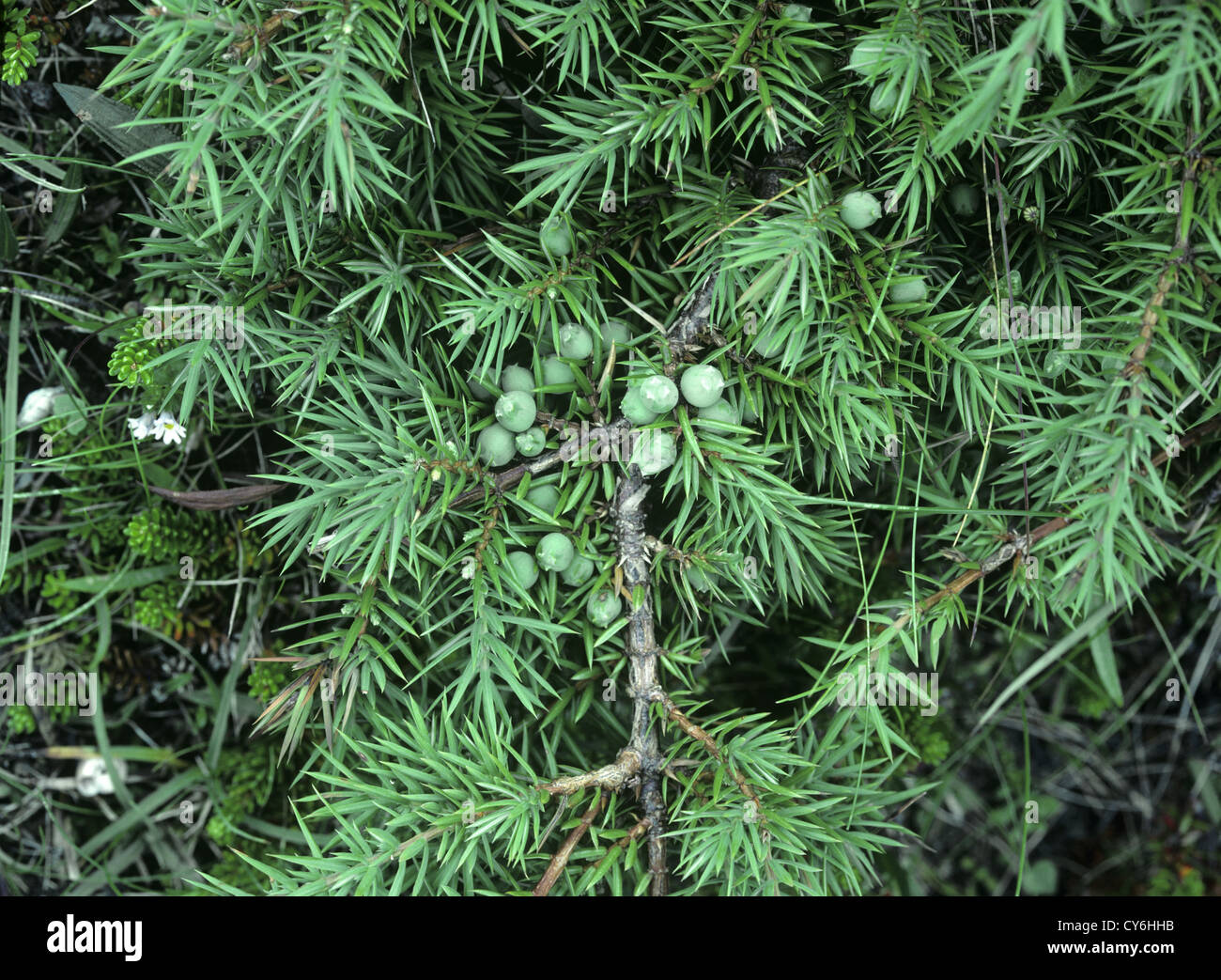 Common Juniper Juniperus communis Cupressaceae Stock Photo - Alamy