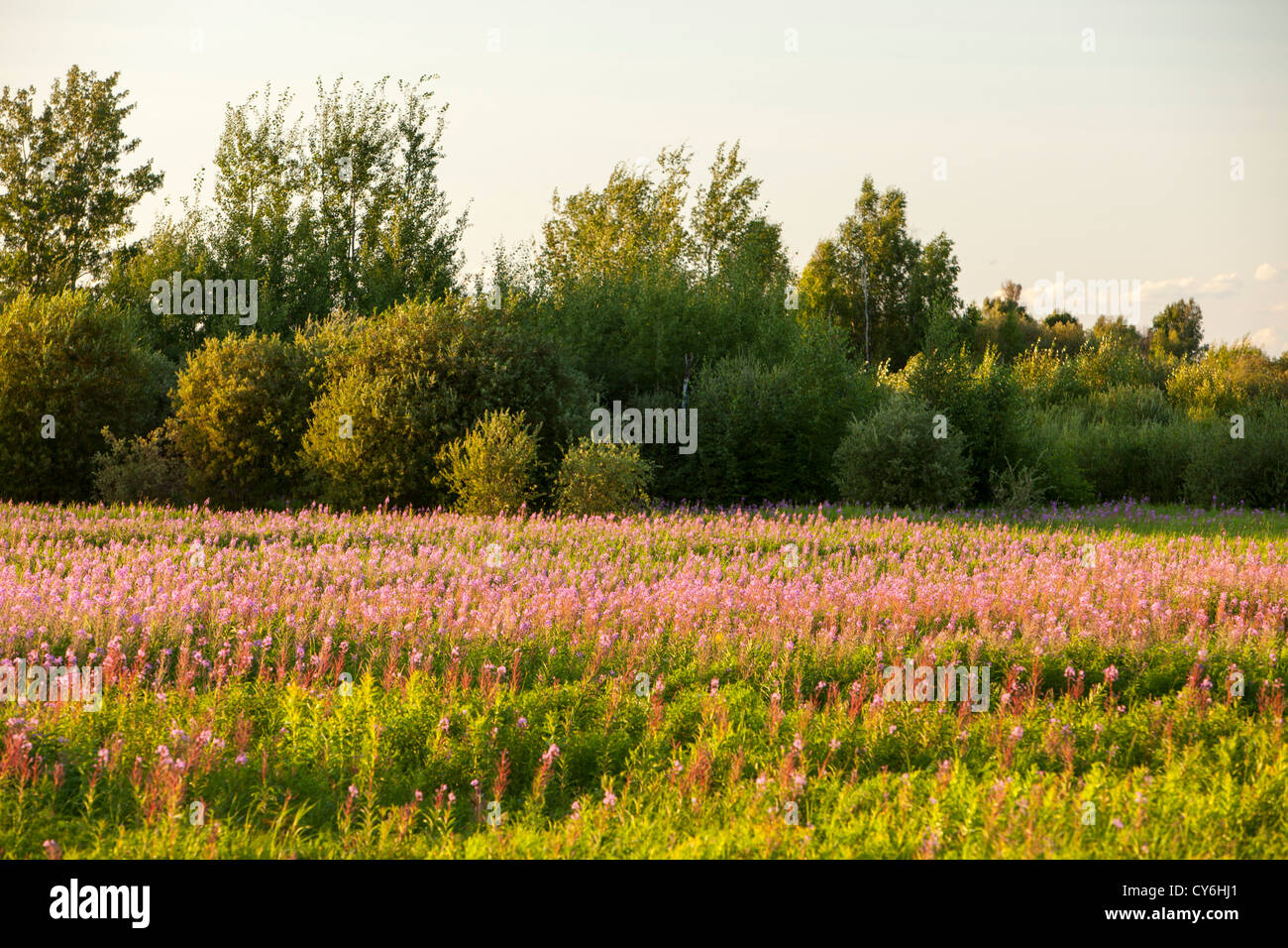 Conifer boreal hi-res stock photography and images - Alamy