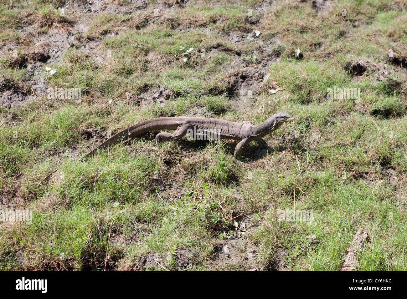 Water Monitor lizard at Mamukala wetlands in Kakadu National Park ...