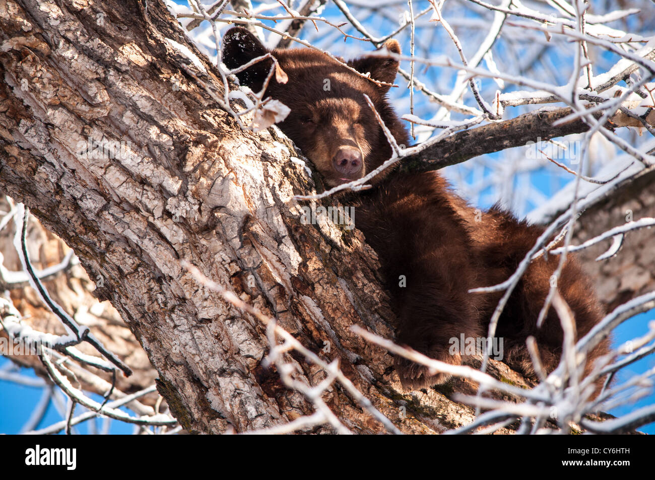 Wild Black Bear resting in a tree in Aspen, Colorado Stock Photo - Alamy