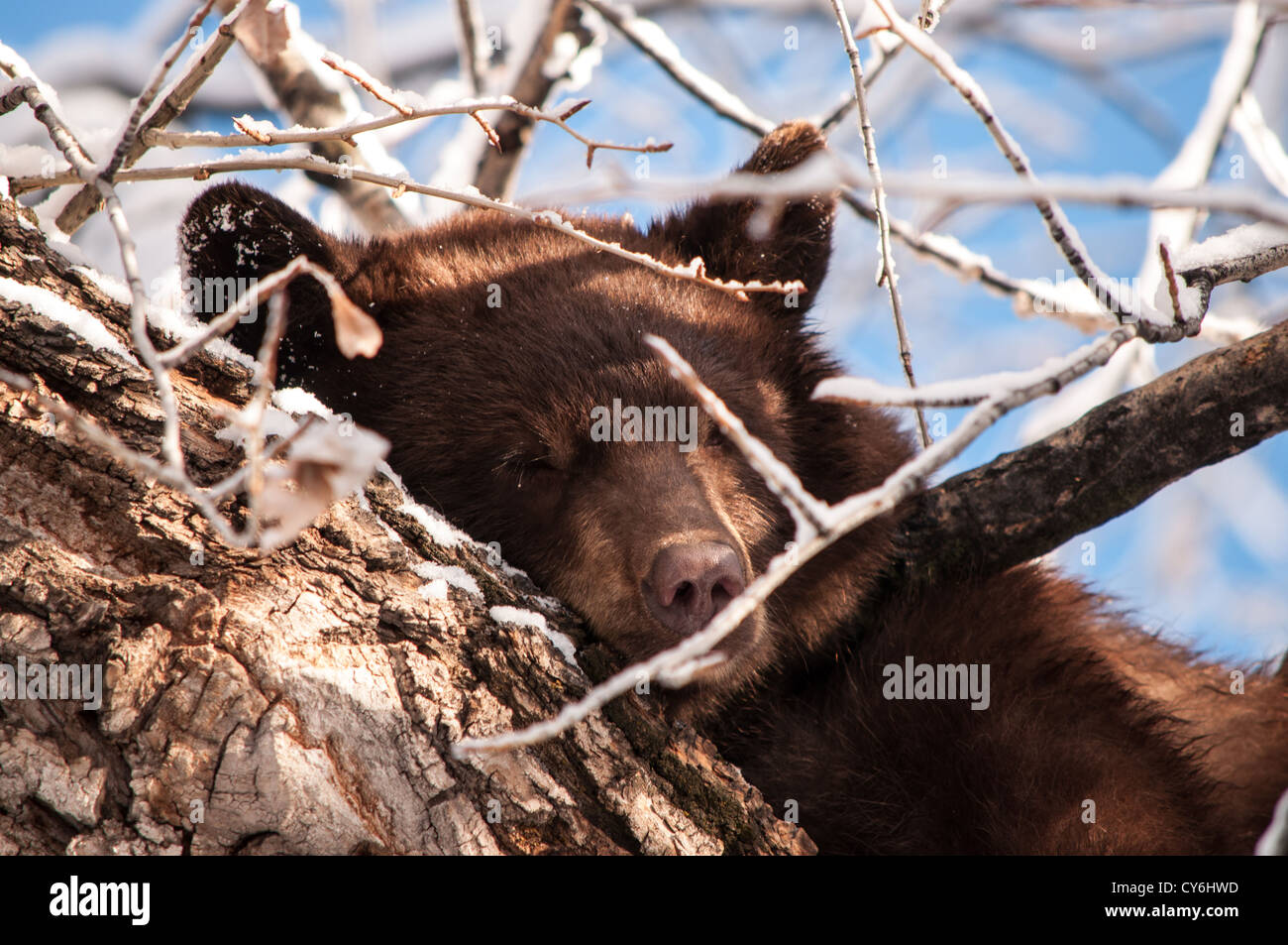 Black Bear in Aspen, Colorado Stock Photo - Alamy
