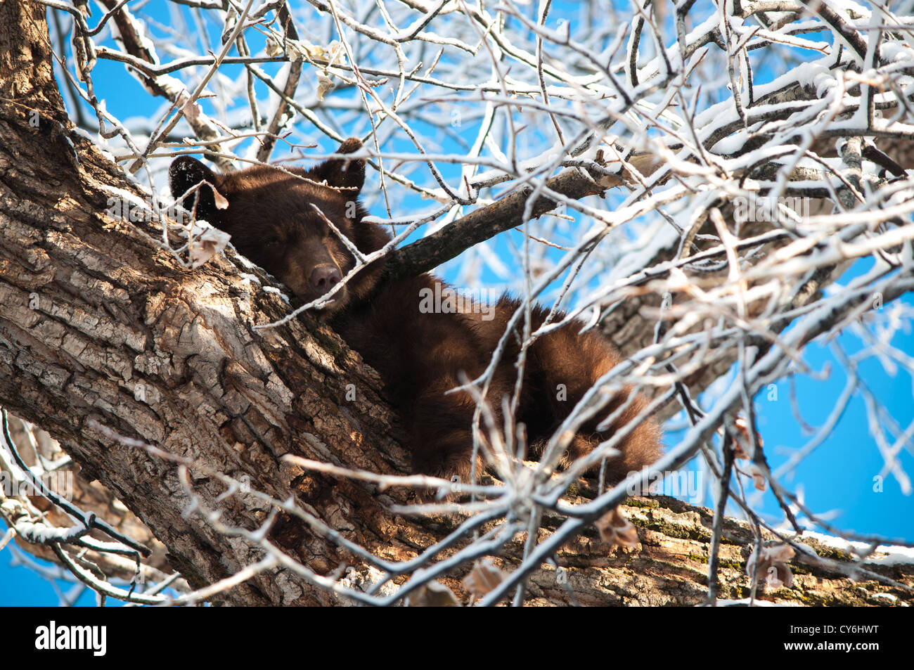 A Wild Black Bear resting in a Snowy tree in Aspen, Colorado Stock ...