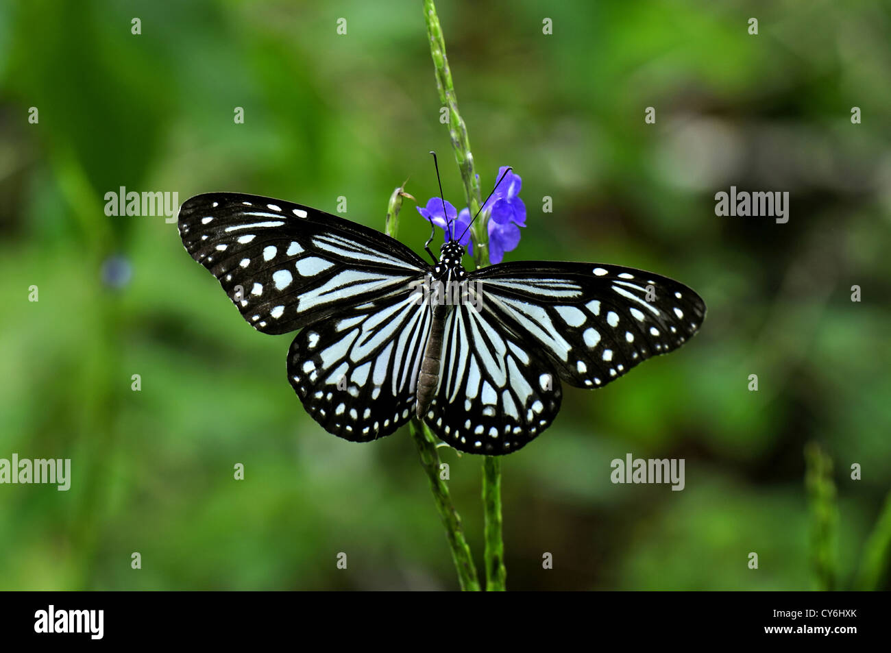 Butterfly flying wings hi-res stock photography and images - Alamy