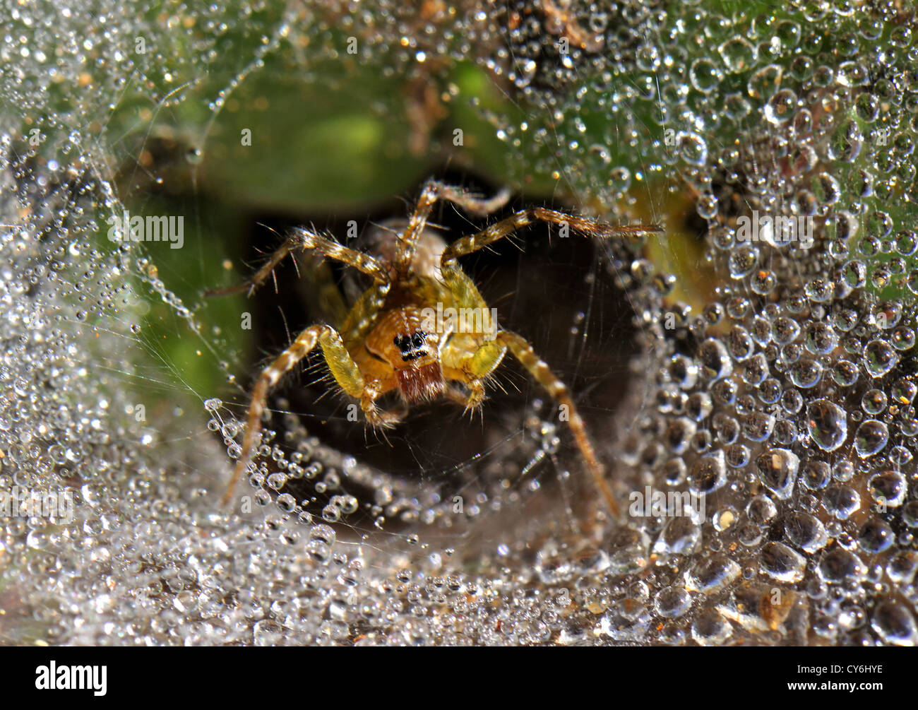 Tunnel spider on a Winter morning Stock Photo - Alamy