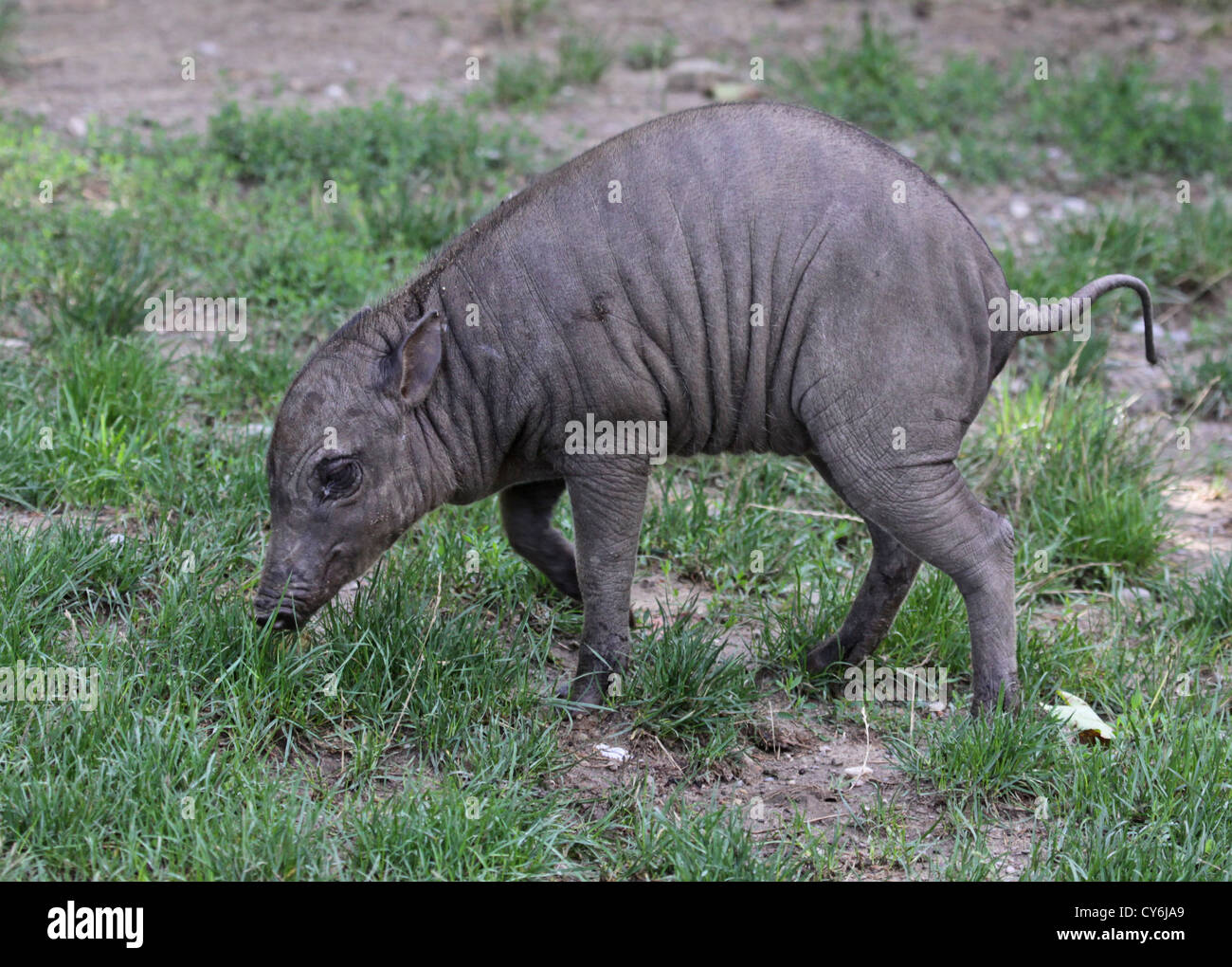 Babirusa pigs hi-res stock photography and images - Alamy