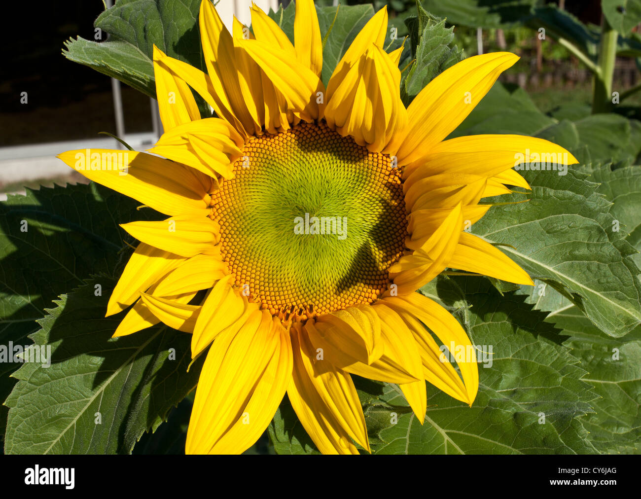 Stages of maturity hi-res stock photography and images - Alamy