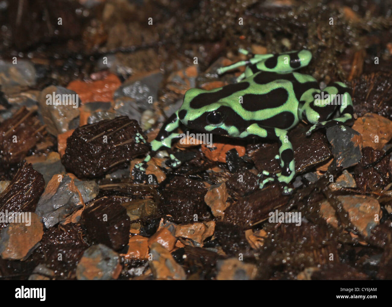 Mint Poison Frog Stock Photo - Alamy